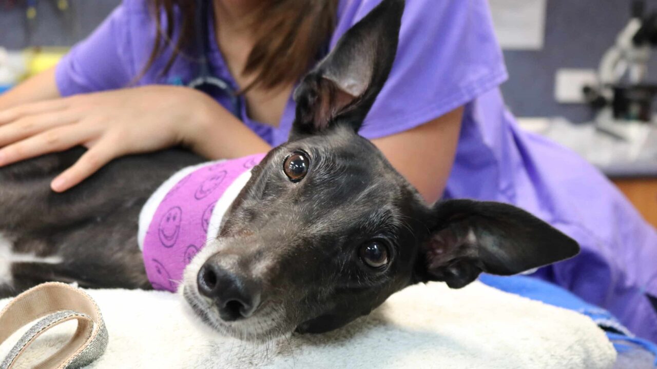 Blood Collection and Cross-Matching in Dogs and Cats | Animal Emergency ...