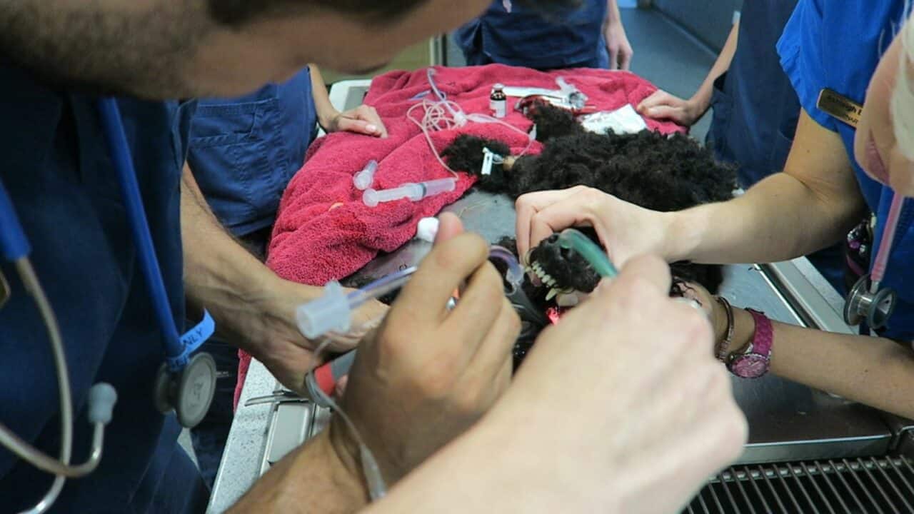 Treatment of Snake Envenomation in Dogs and Cats | Our Blog | Animal ...