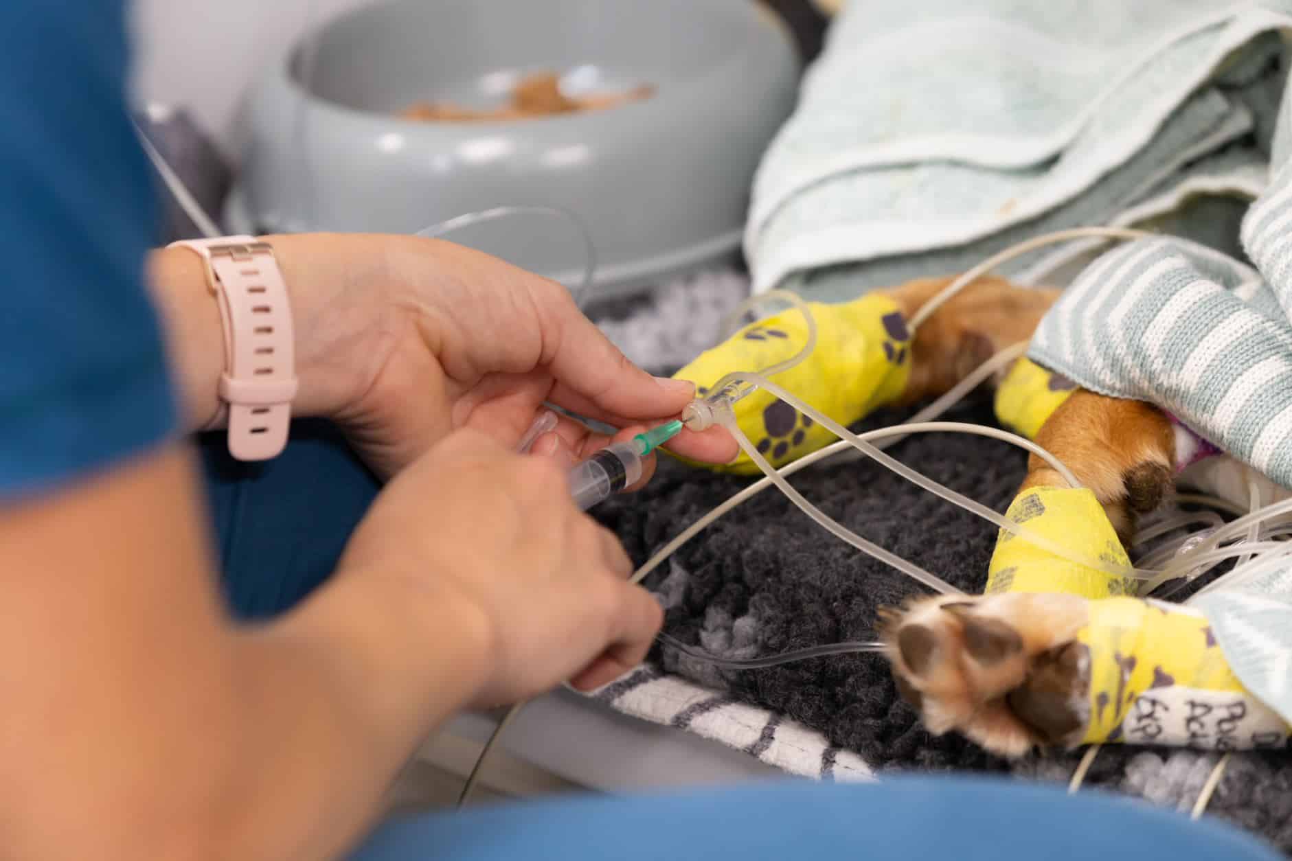 Treatment of Snake Envenomation in Dogs and Cats | Our Blog | Animal ...