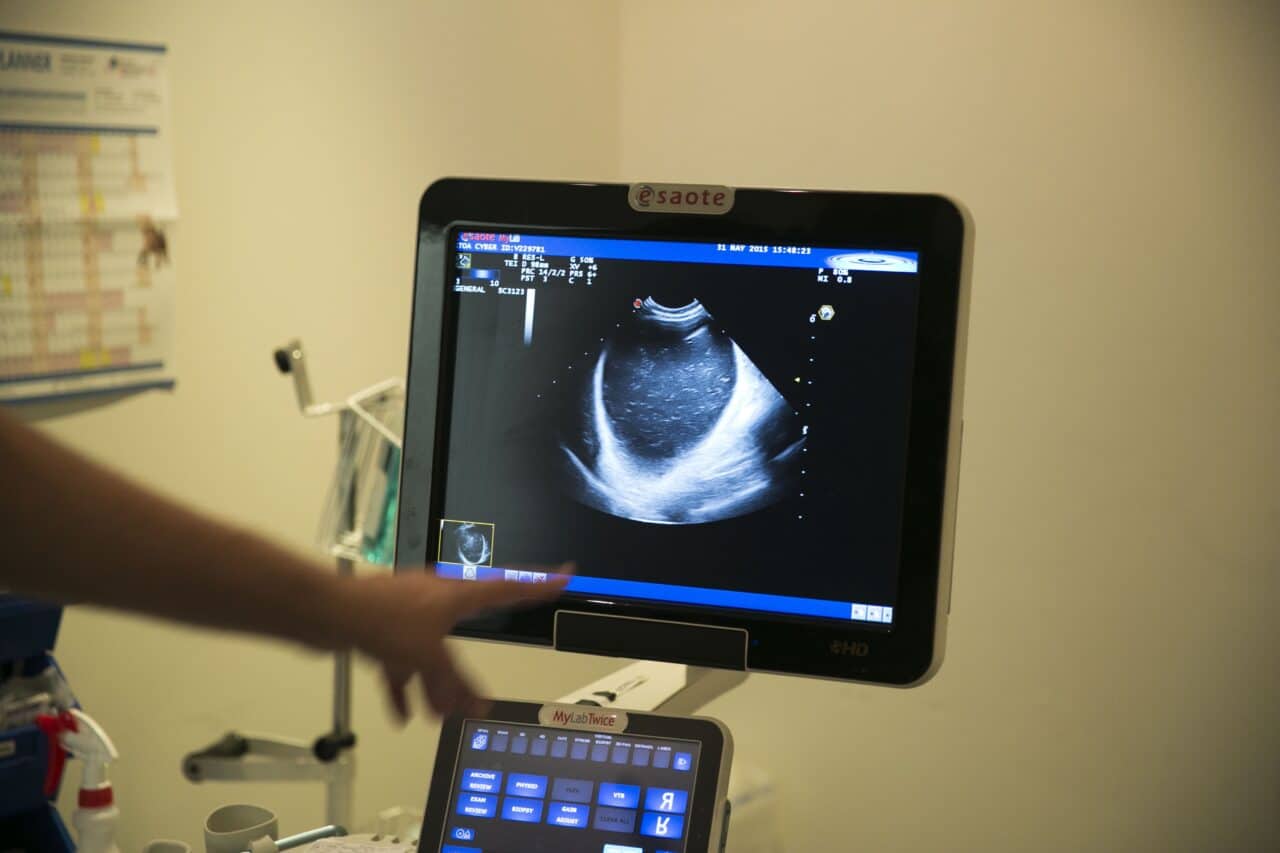 Feline Lower Urinary Tract Disease (FLUTD) - Treatment Protocol ...