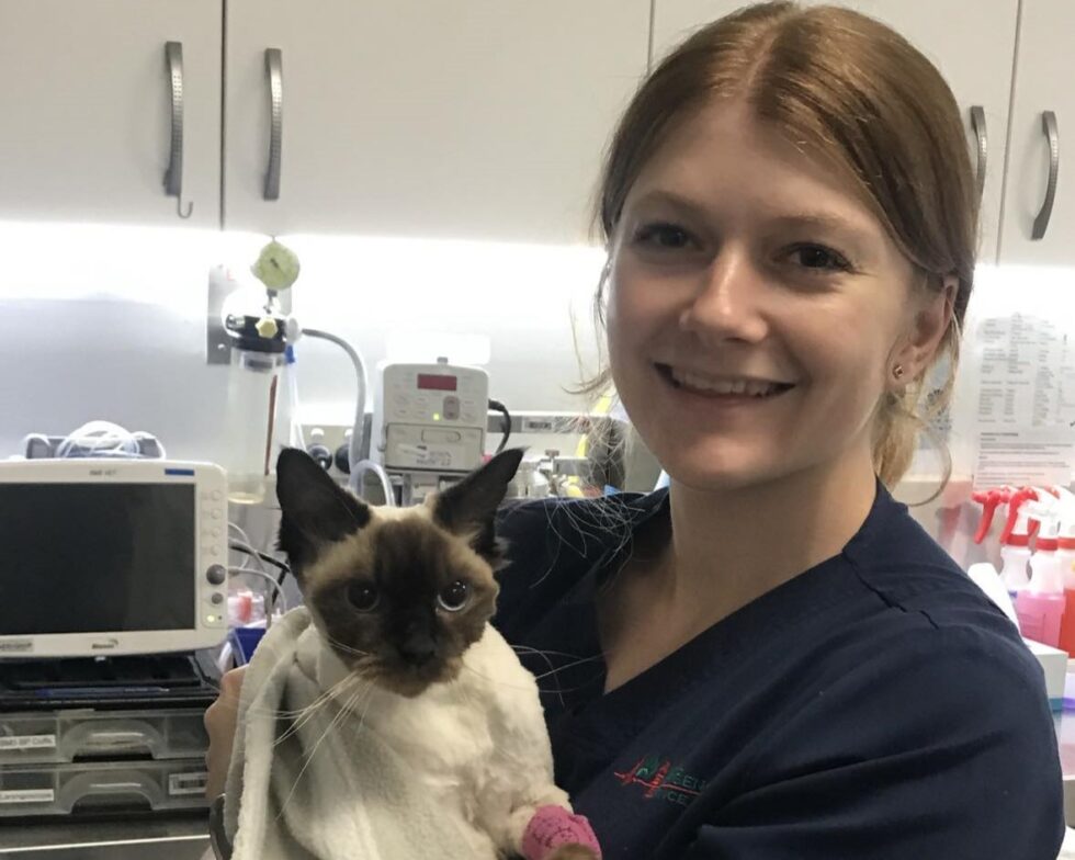 Veterinary Careers and 7 Exciting Career Paths | Our Blog | Animal ...