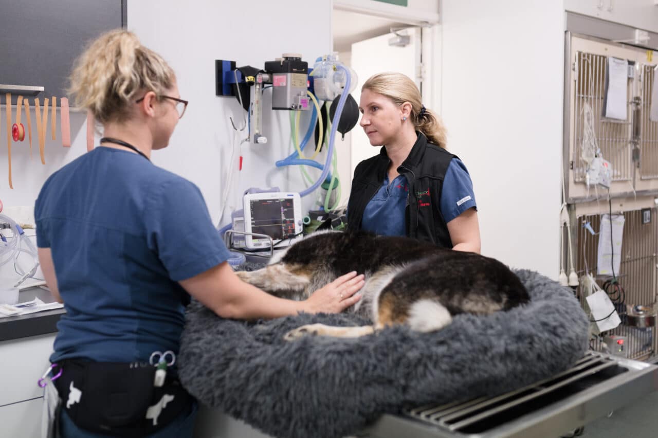 Diagnosis of Snake Envenomation in Dogs and Cats | Our Blog | Animal ...